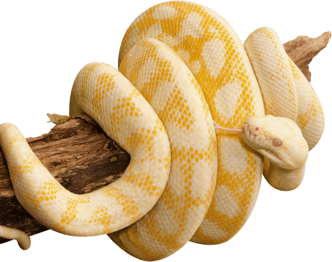 Hire Python Developers India | Dedicated Python Programmers Hire Python Developers India | Dedicated Python Programmers